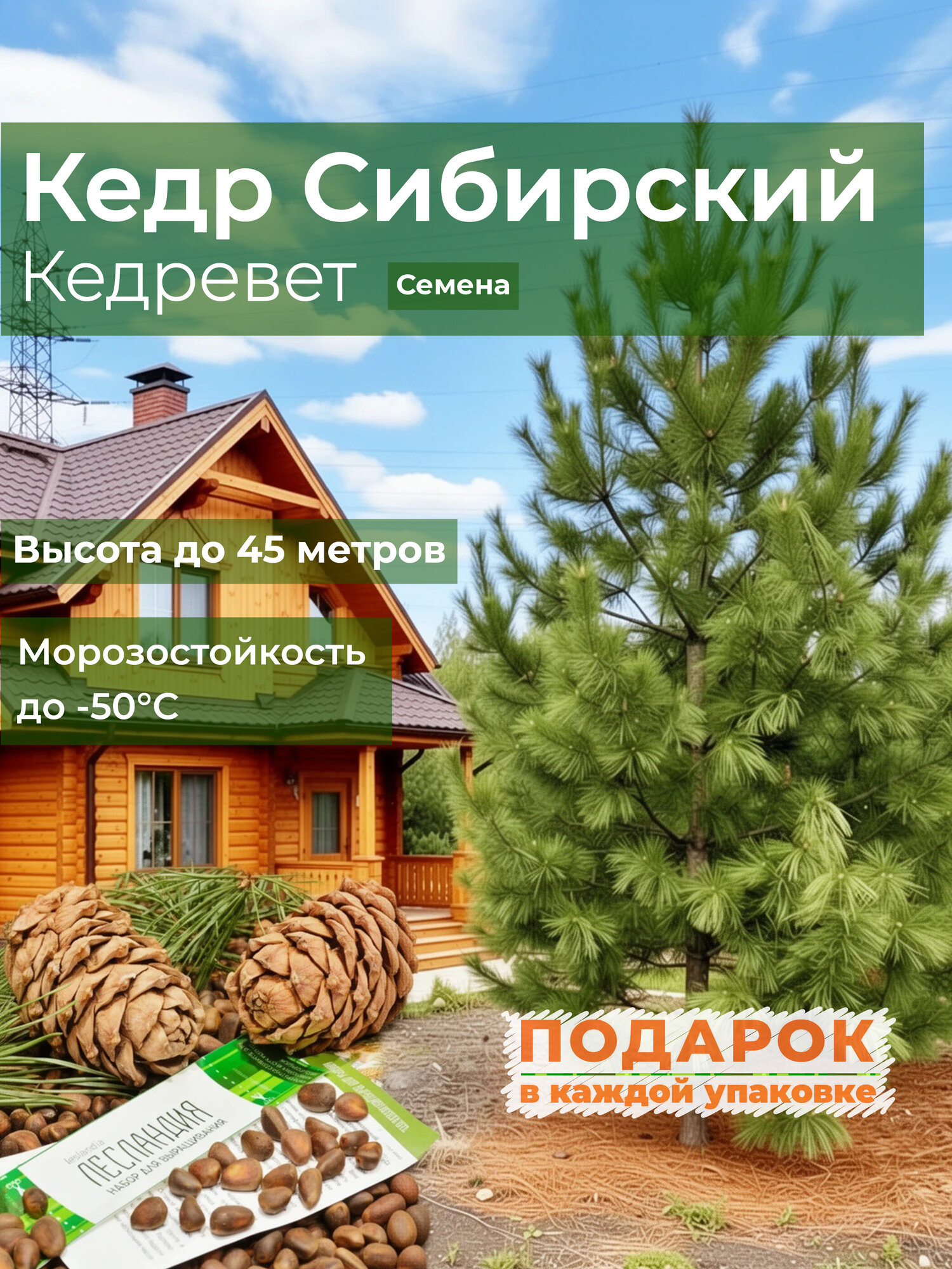 Кедр сибирский Кедревет, Семена, 20 шт, семена хвойных растений