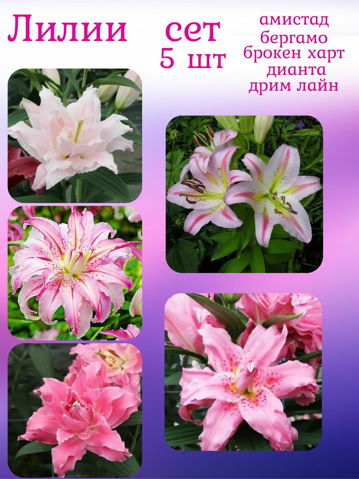 Лилия луковицы, многолетние цветы для посадки, СЕТ 5 штук