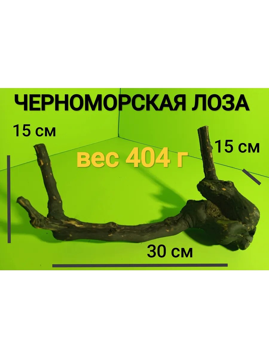 Виноградная лоза черноморская для аквариума, террариума, вол