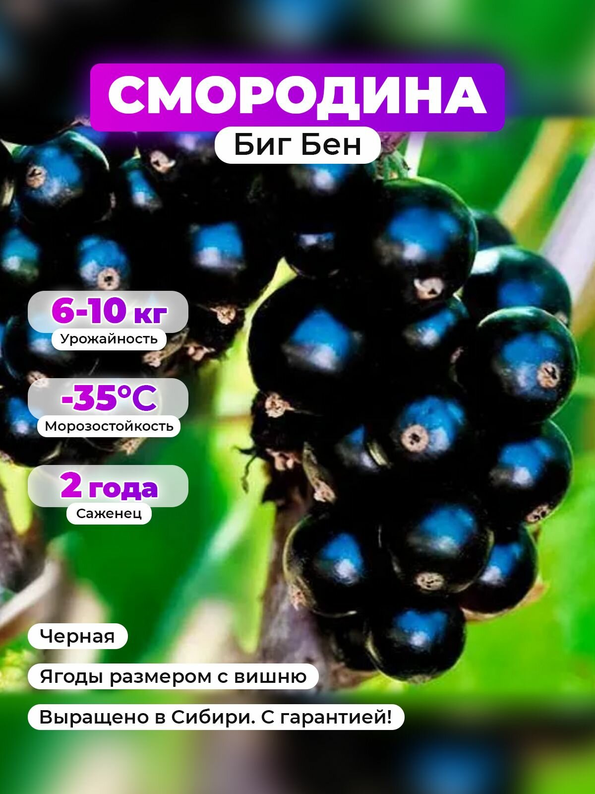 Саженец Смородина черная Биг Бен