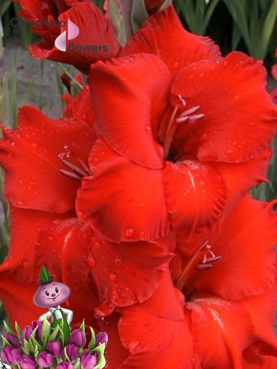Луковицы цветов, chipollino flowers, Гладиолус BONFIRE (3 луковицы)