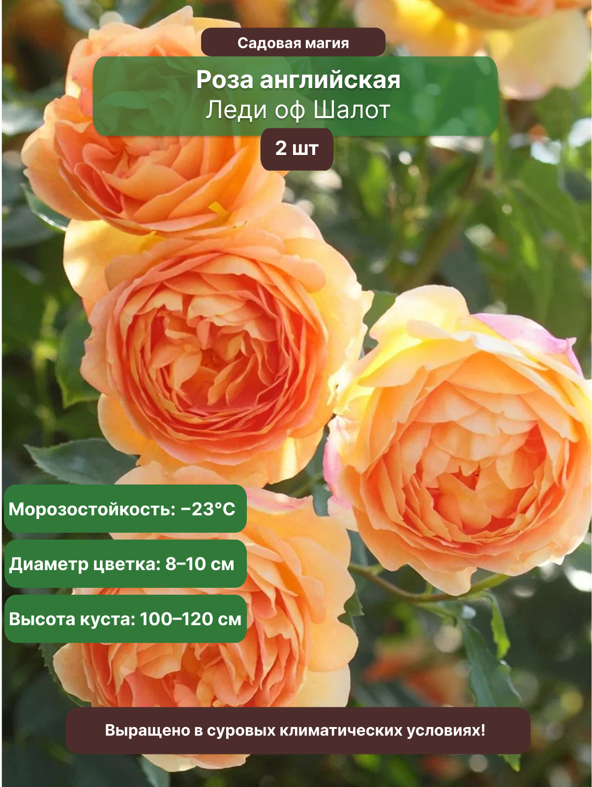 Роза английская Леди оф Шалот (Lady of Shalott) , 2 саж, многолетняя