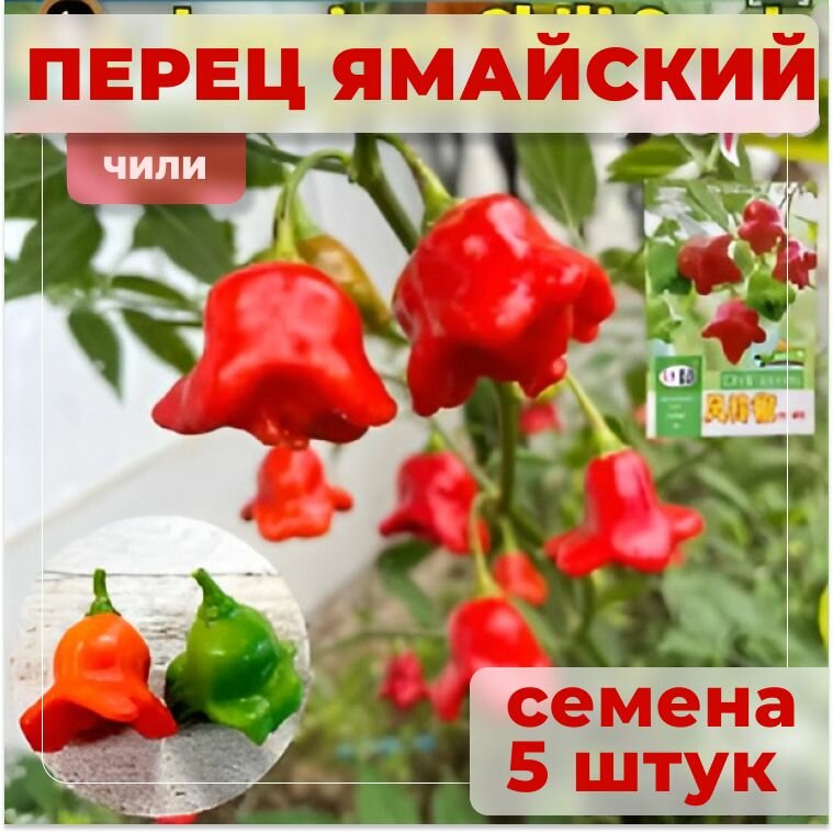 Перец Ямайский Чили острый, для дома и сада, семена 5 штук, Таиланд