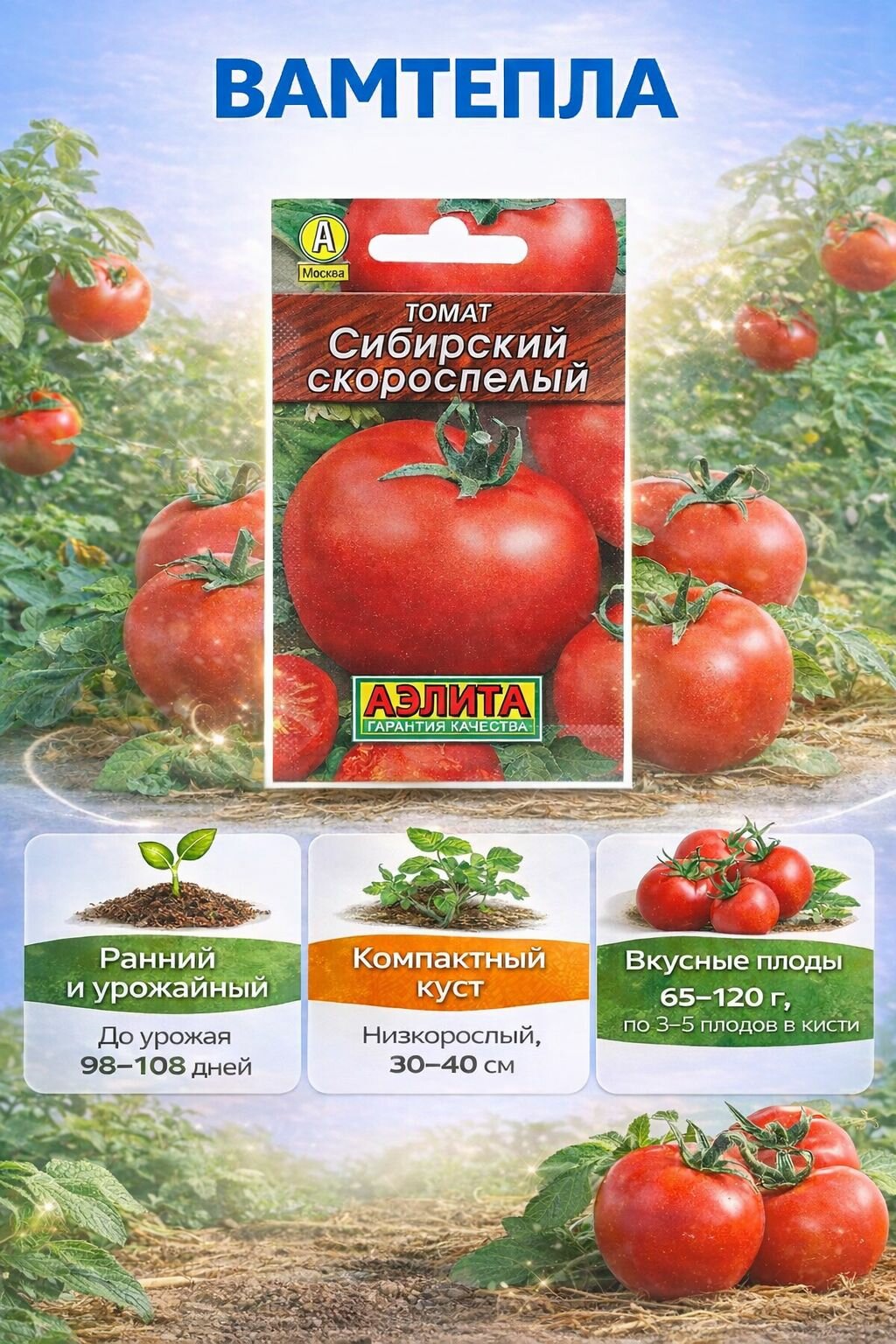 Семена томата Сибирский скороспелый, ранний сорт, низкорослый 30-40 см, плоды 65-120 г, семена помидоров для открытого грунта и теплиц