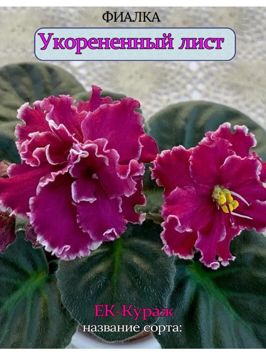 Фиалка живая в горшке комнатная сорт ЕК-Кураж (укорененный лист) 1 штука