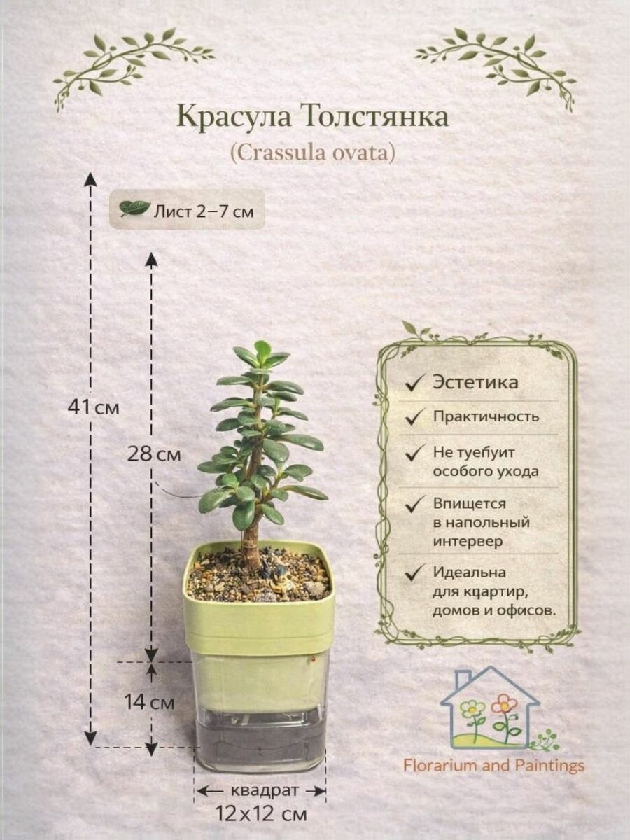 Комнатное растение . Крассула Овата дерево (Crassula Ovata )Кактусы и суккуленты