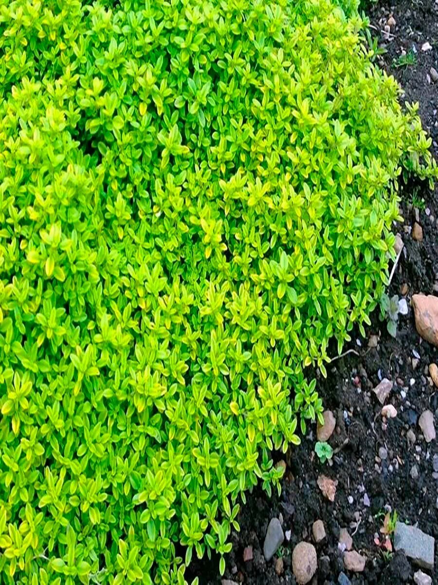 Тимьян блошиный Archers gold