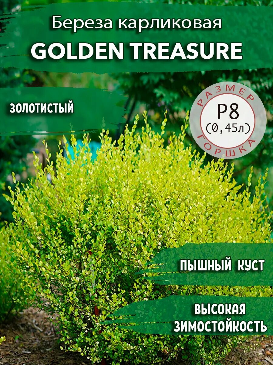 Береза карликовая Golden Treasure