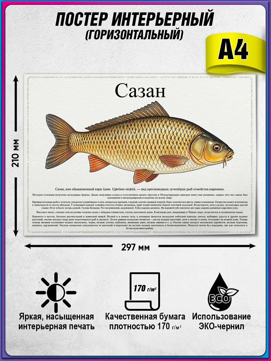 Постер интерьерный "Сазан", плакат, подарок на День рыбака / А-4 (21x30 см.)