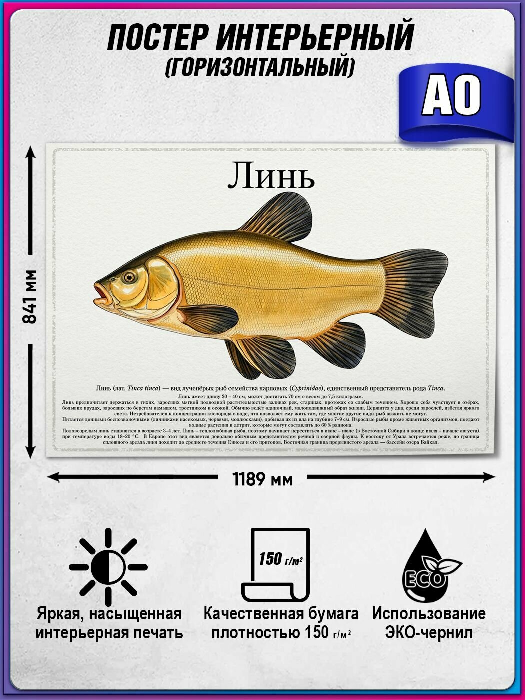 Постер интерьерный "Линь", плакат, подарок на День рыбака / А-0 (119x84 см.)