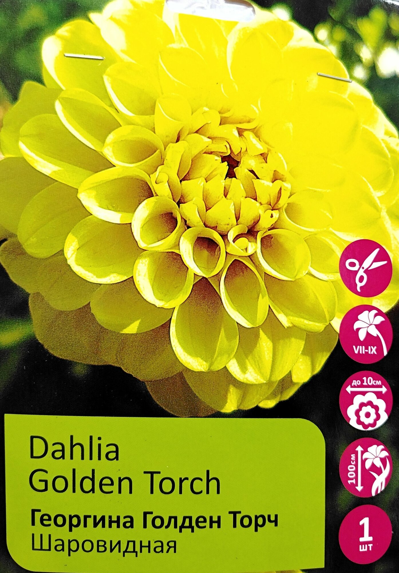 Георгина "Голден Торч" Шаровидная