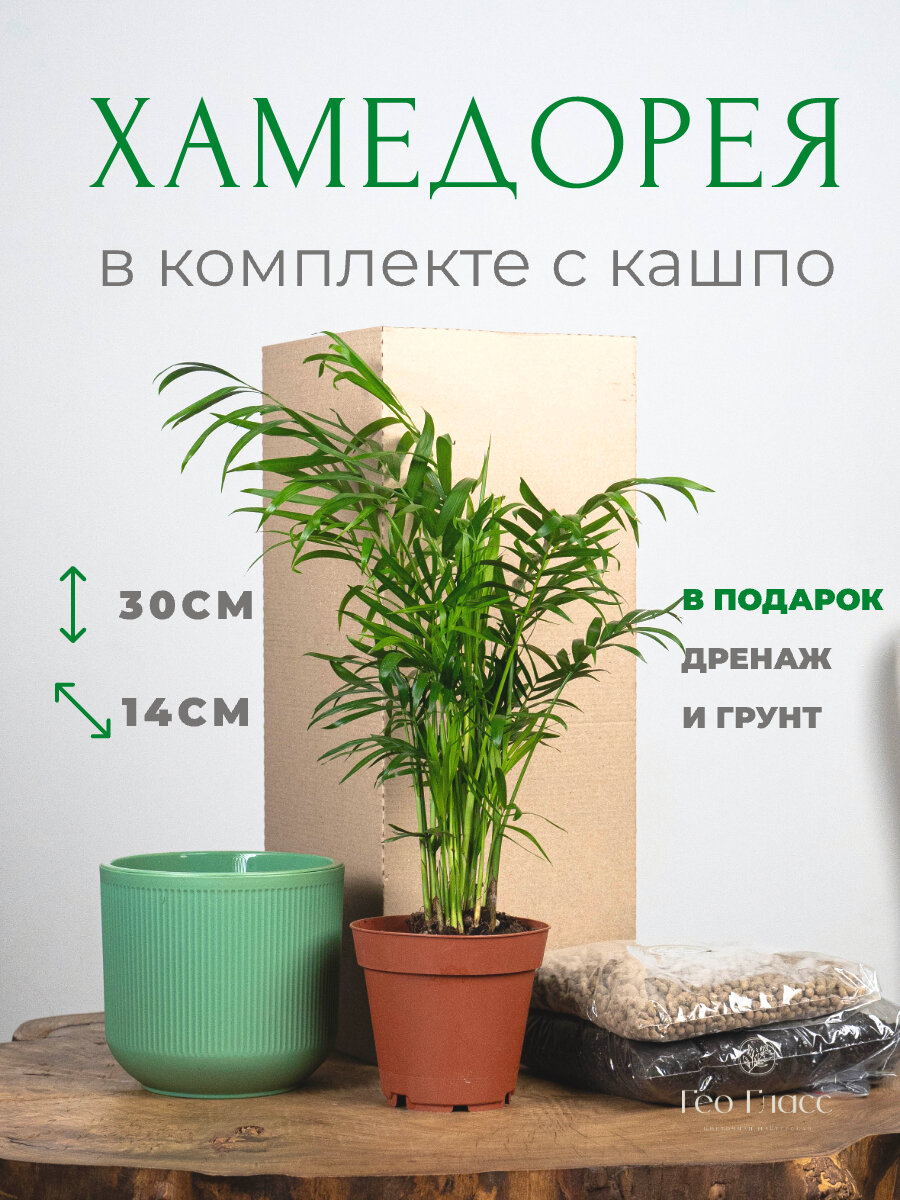 Geo Glass: Пальма Хамедорея Элеганс и набор для пересадки в подарок , комнатные растения 30 см