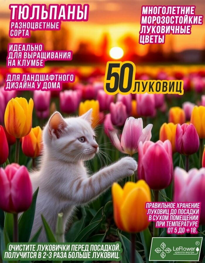 Тюльпан Луковицы неочищенные, Микс сортов, 50штук