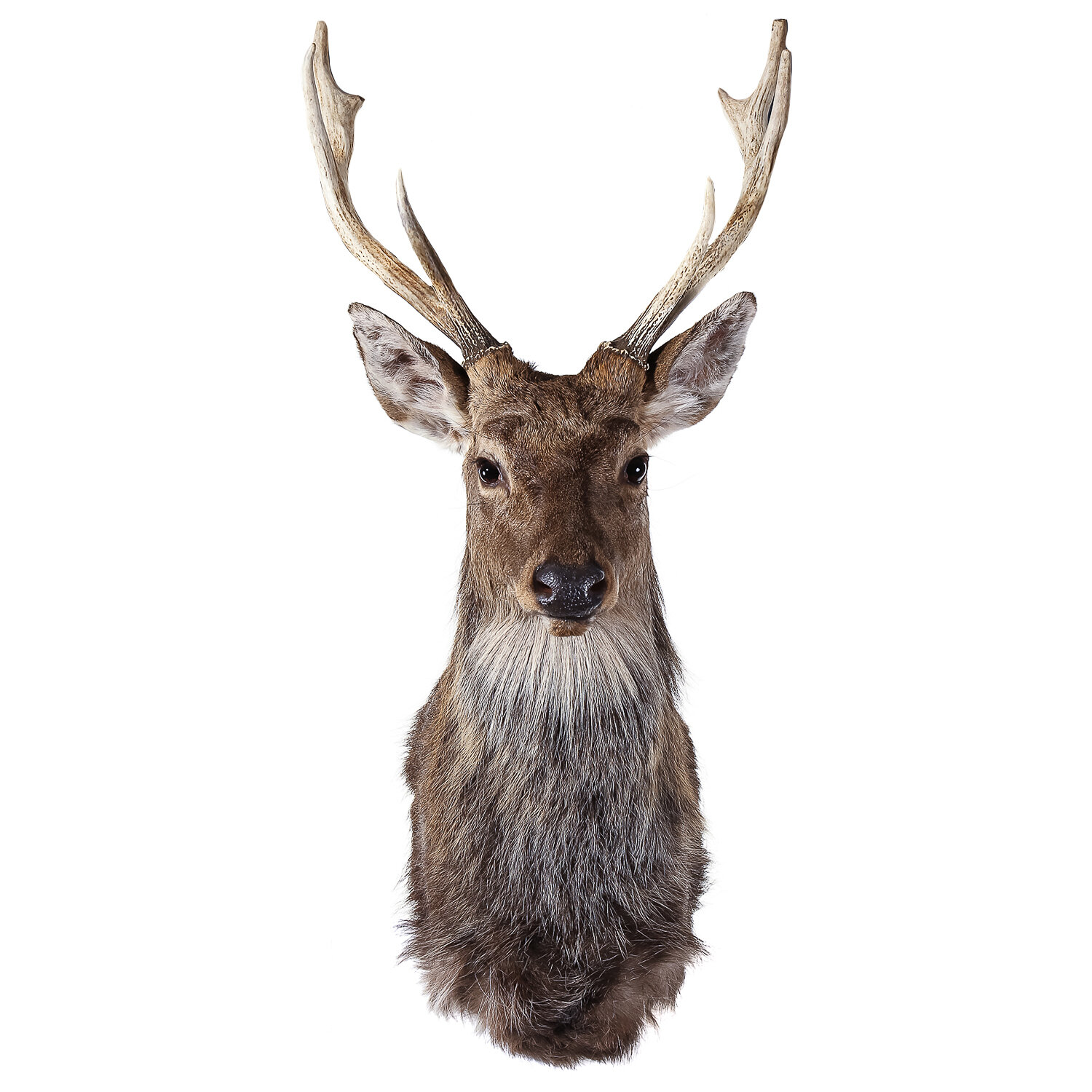 0070864 чучело "голова пятнистого оленя"