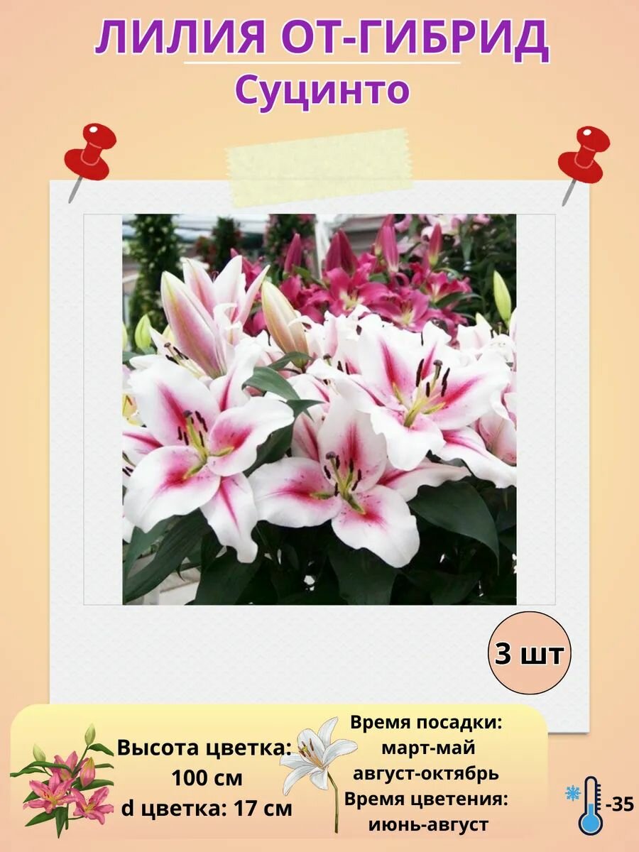 Лилия луковицы, многолетние цветы для посадки,3 штуки