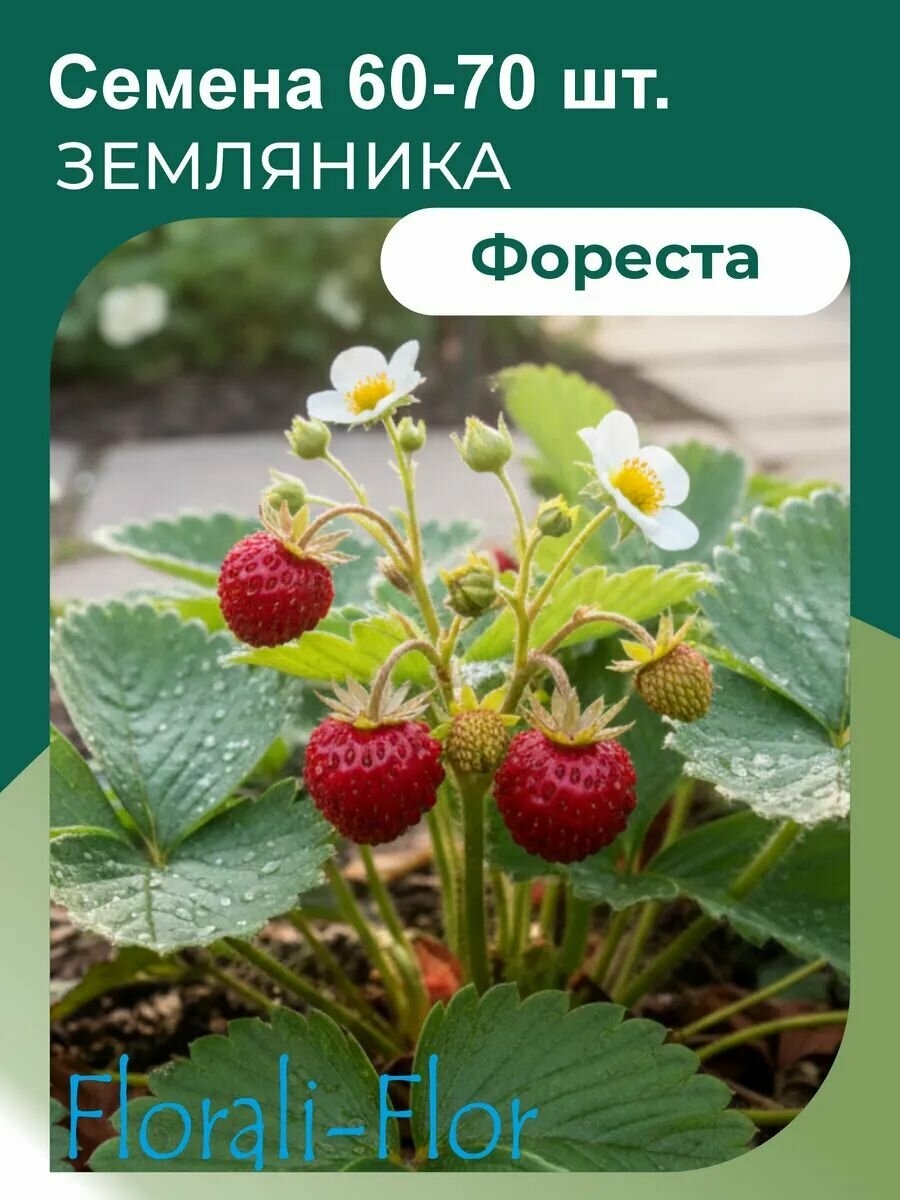 Земляника Семена