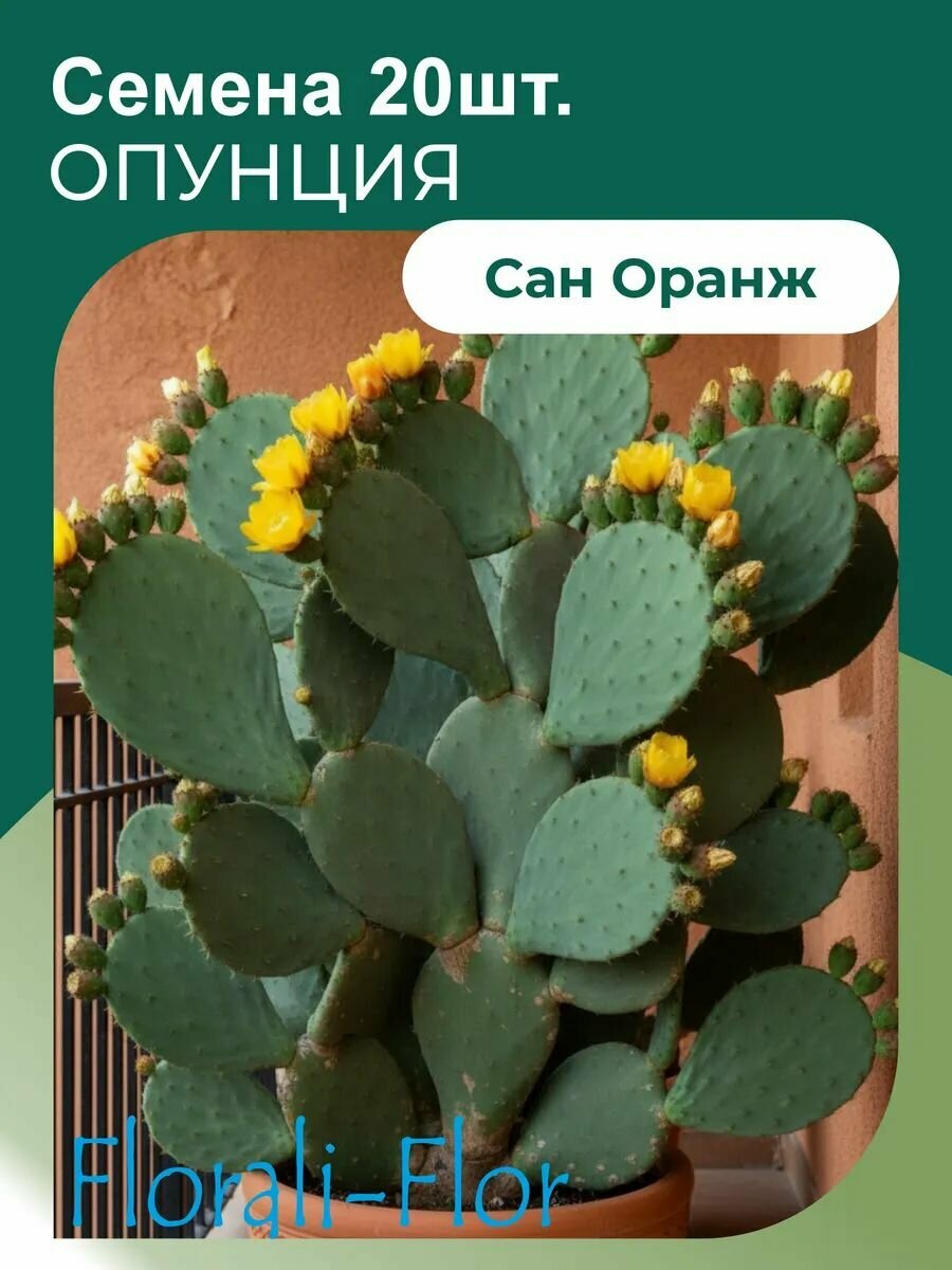 Опунция Семена