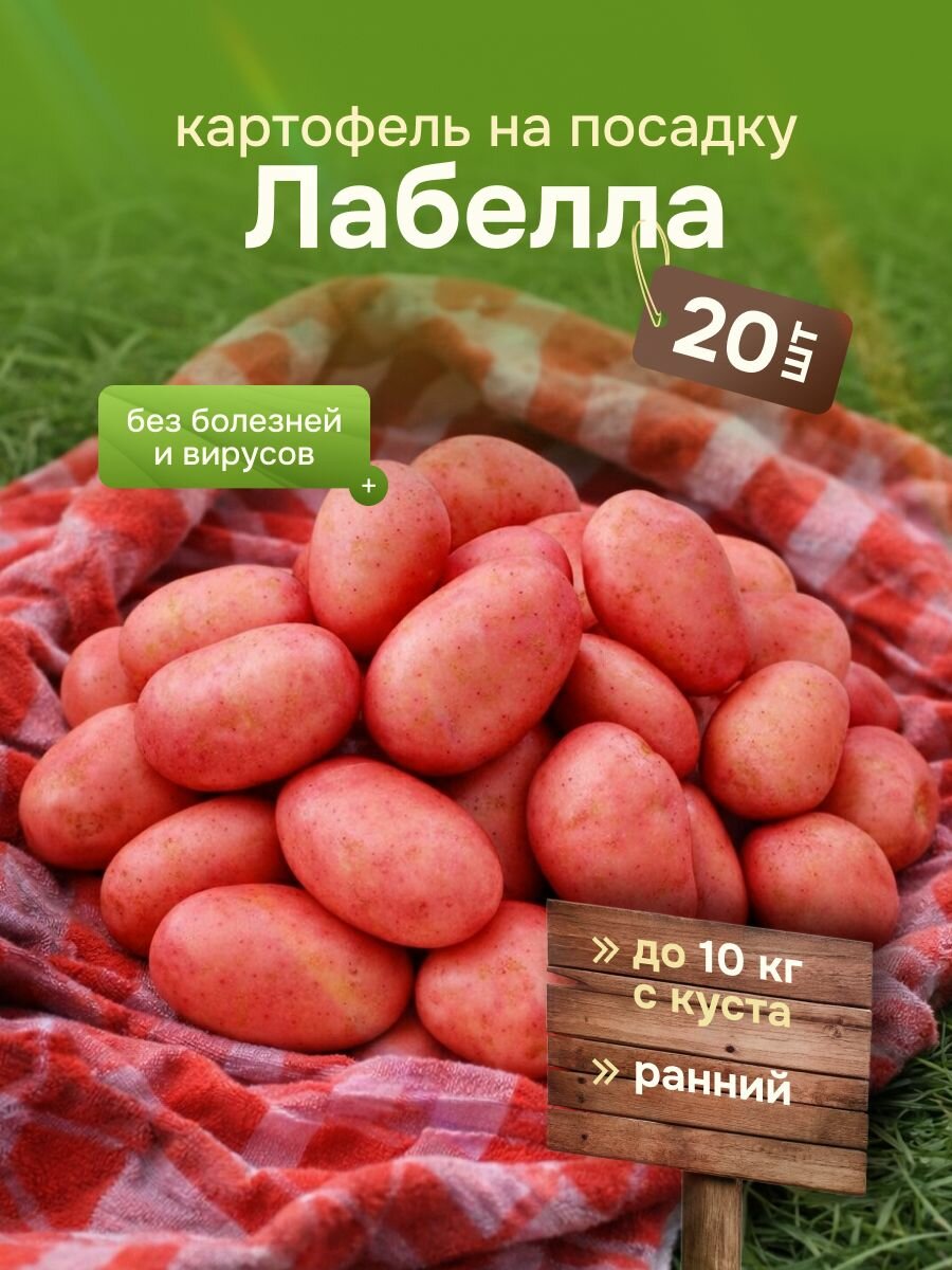 Семенной картофель на посадку Лабелла 20 шт (ранний)