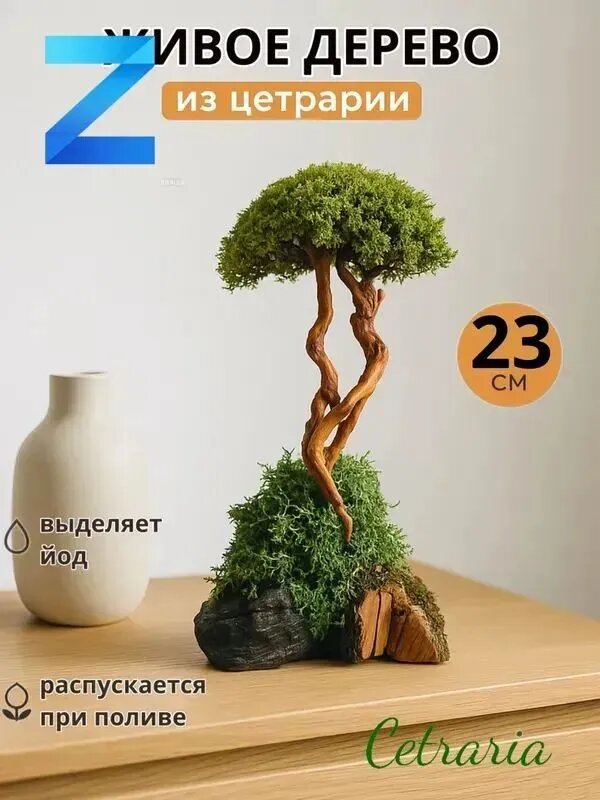 Дерево из цетрарии интерьерное. Подарок директору, бонсай, декор для дома.