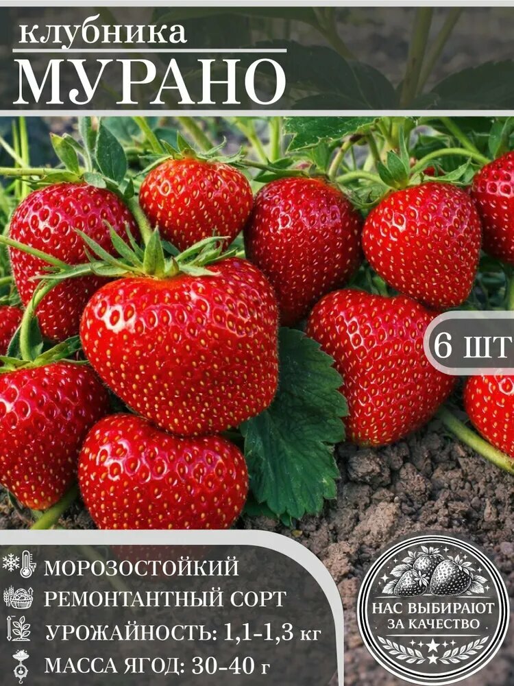 Корни клубники "Мурано" 6шт.
