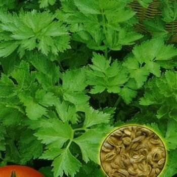 Коллекционные семена петрушки листовая Настя