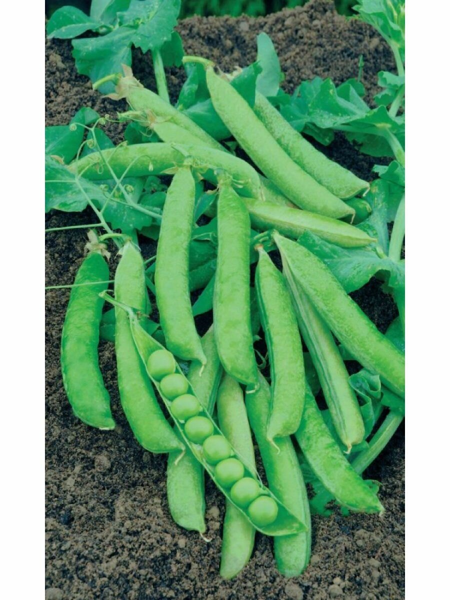 Горох Санькина любовь ц/п Уральский дачник, Семена Марс