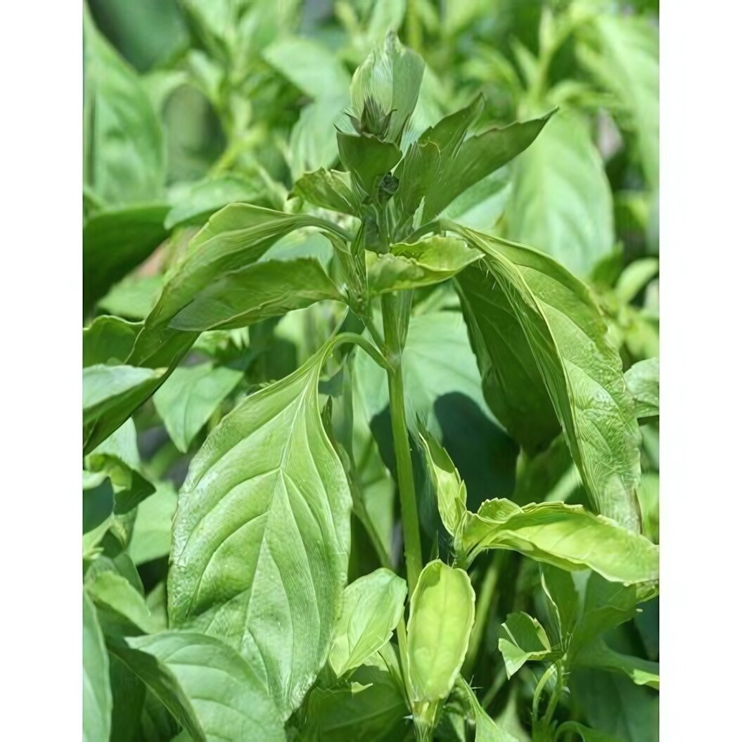 Семена базилика лимонного аромата 0,3гр, раннеспелый сорт, для салатов