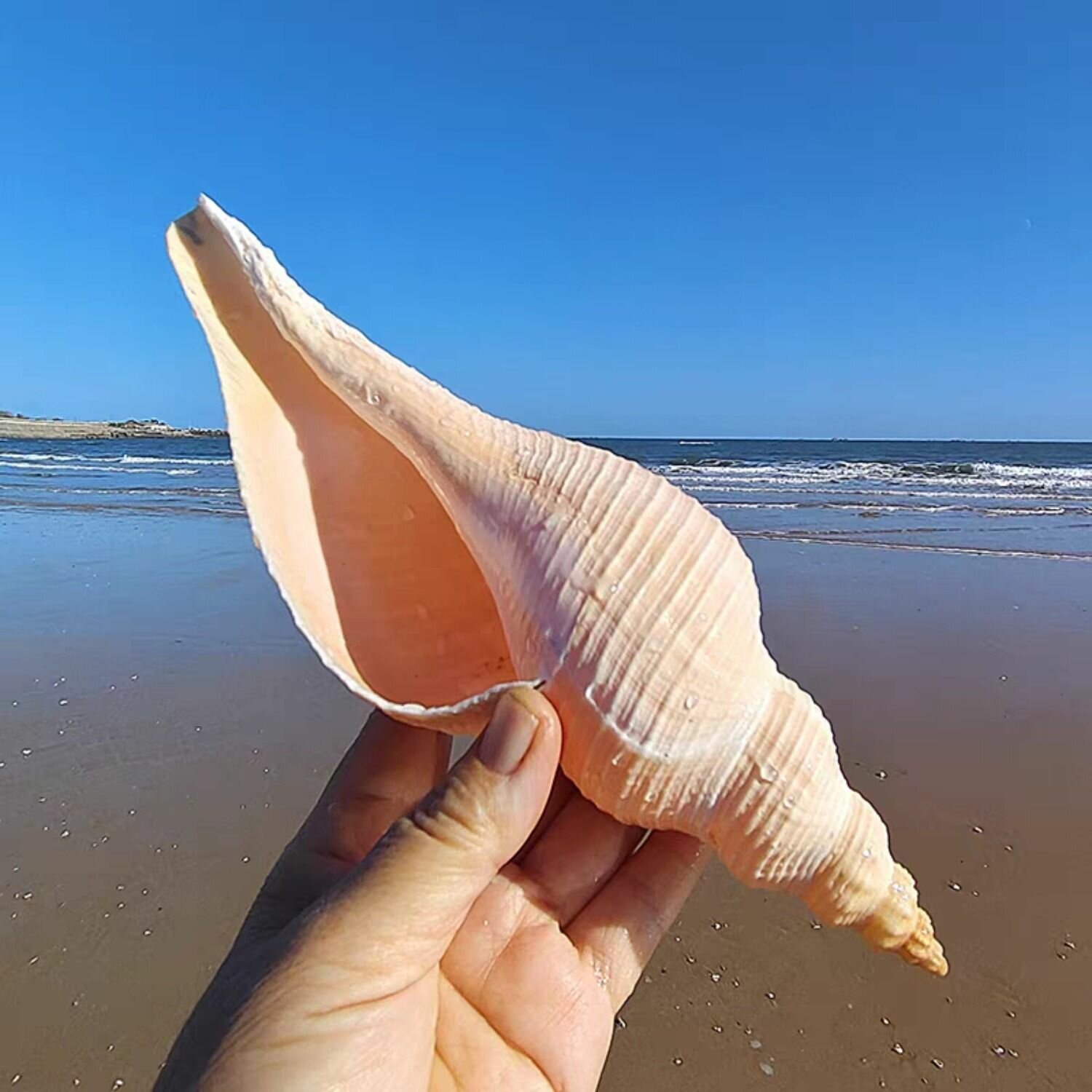 Большая раковина "Ароматная улитка", 1 шт. - для декора интерьера и аквариума