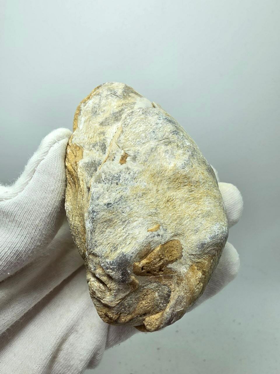 Окаменелая устрица Gryphaea, 89 мм, 186 г.