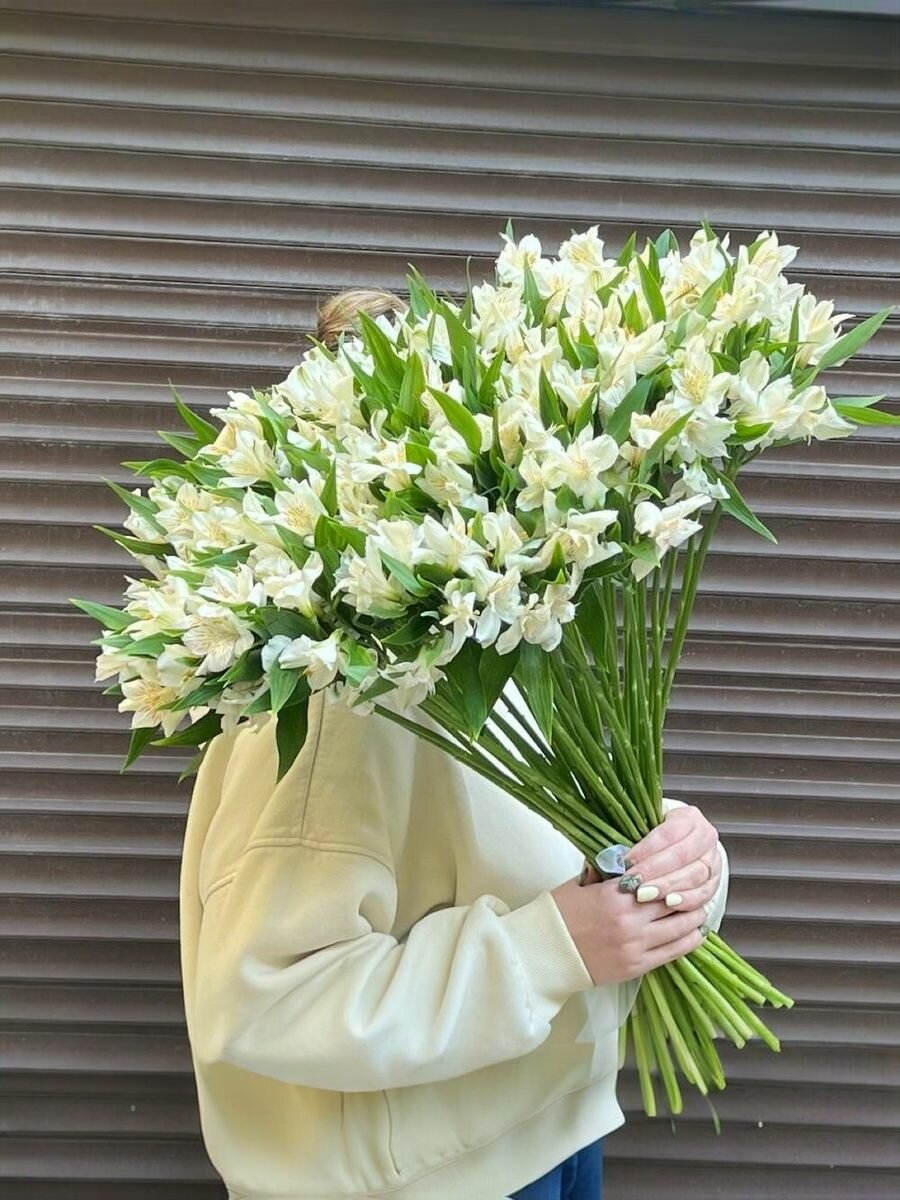 51 белая альстромерия