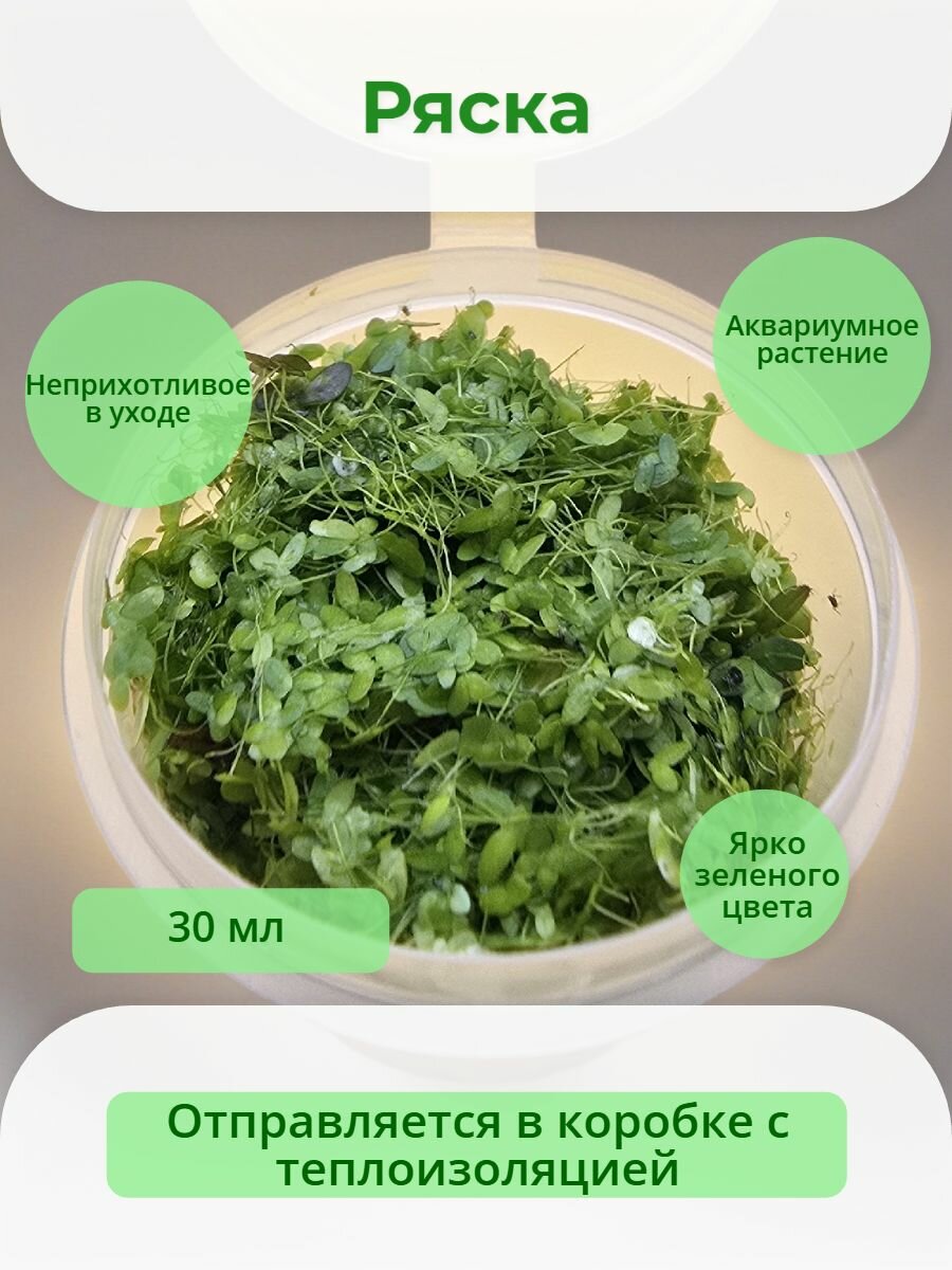 Ряска малая/Живые аквариумные и палюдариумные растения. Очистка воды, корм для животных, природный декор