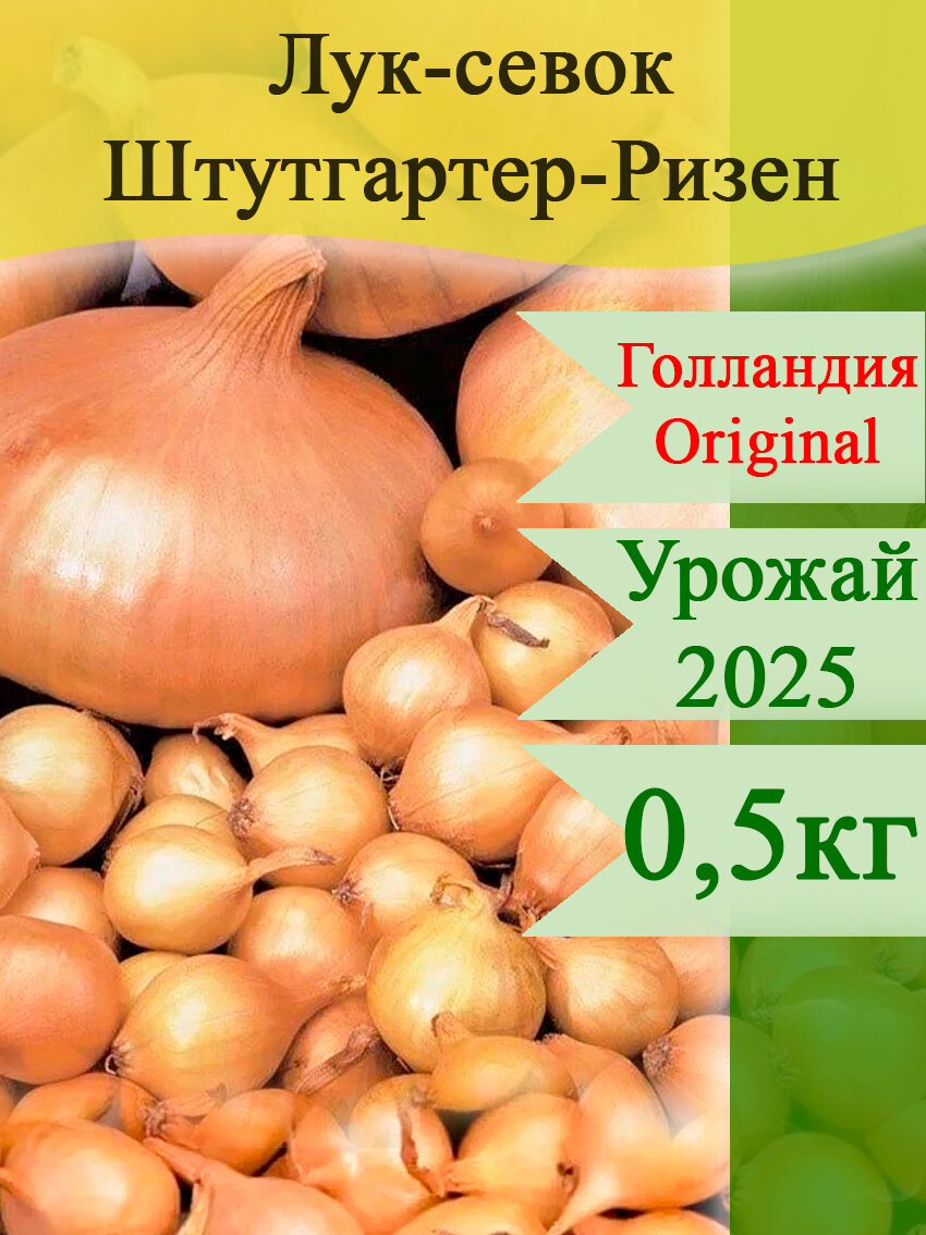 Лук севок Штутгартер Ризен 0,5 кг Голландия