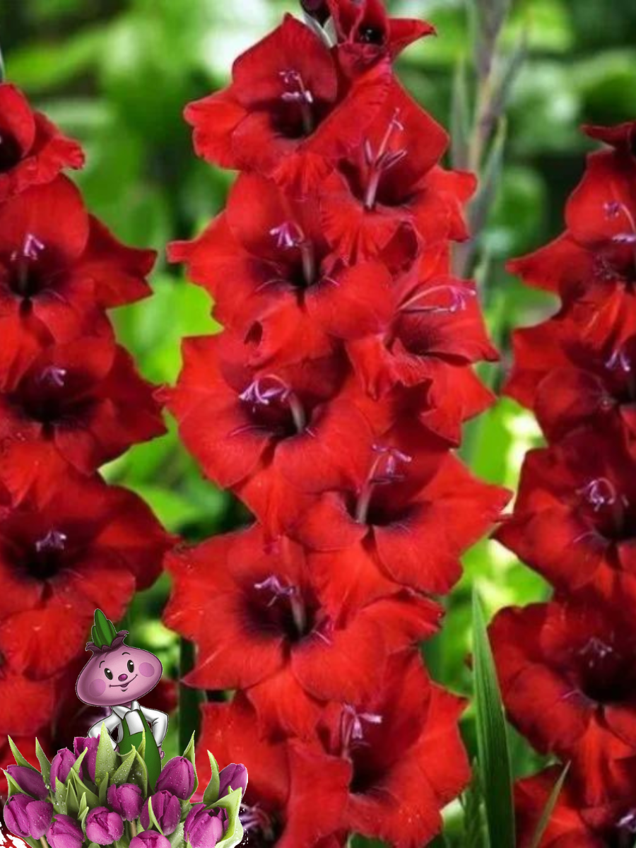 Луковицы цветов, chipollino flowers, Гладиолус AZURRO ( 3 луковицы )