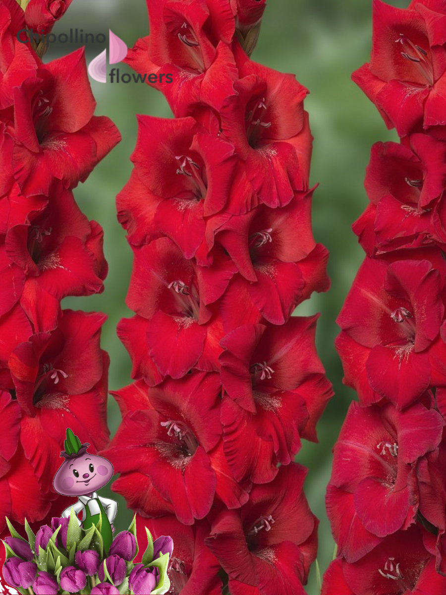 Луковицы цветов, chipollino flowers, Гладиолус ROMA (10 луковиц)