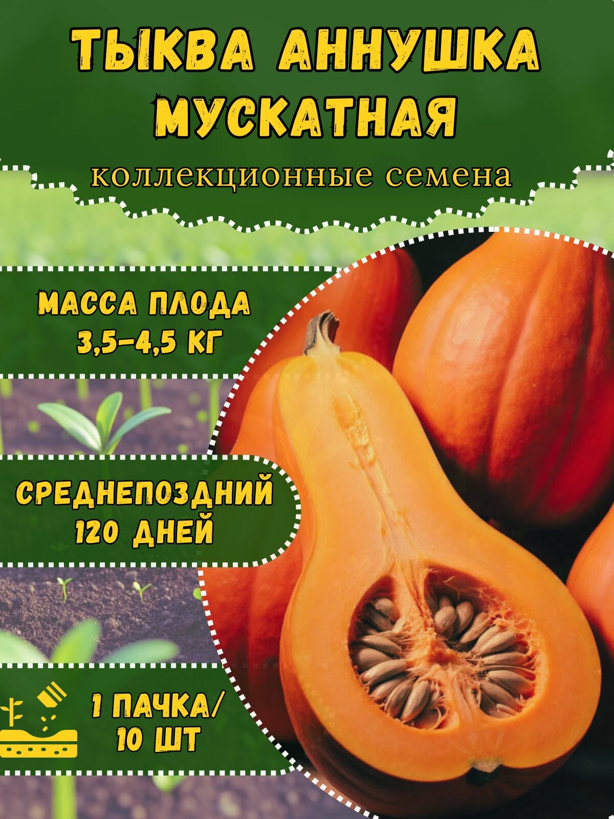 Семена Тыквы "Мускатная Аннушка", 10 семян