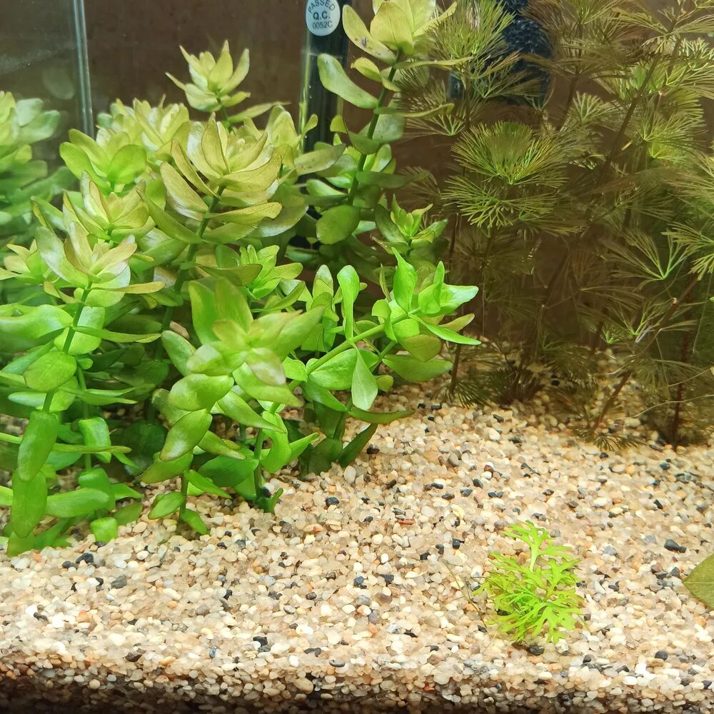 Кварцевый песок 2-5 мм, 10 кг. Грунт кварцевый для аквариума, террариума