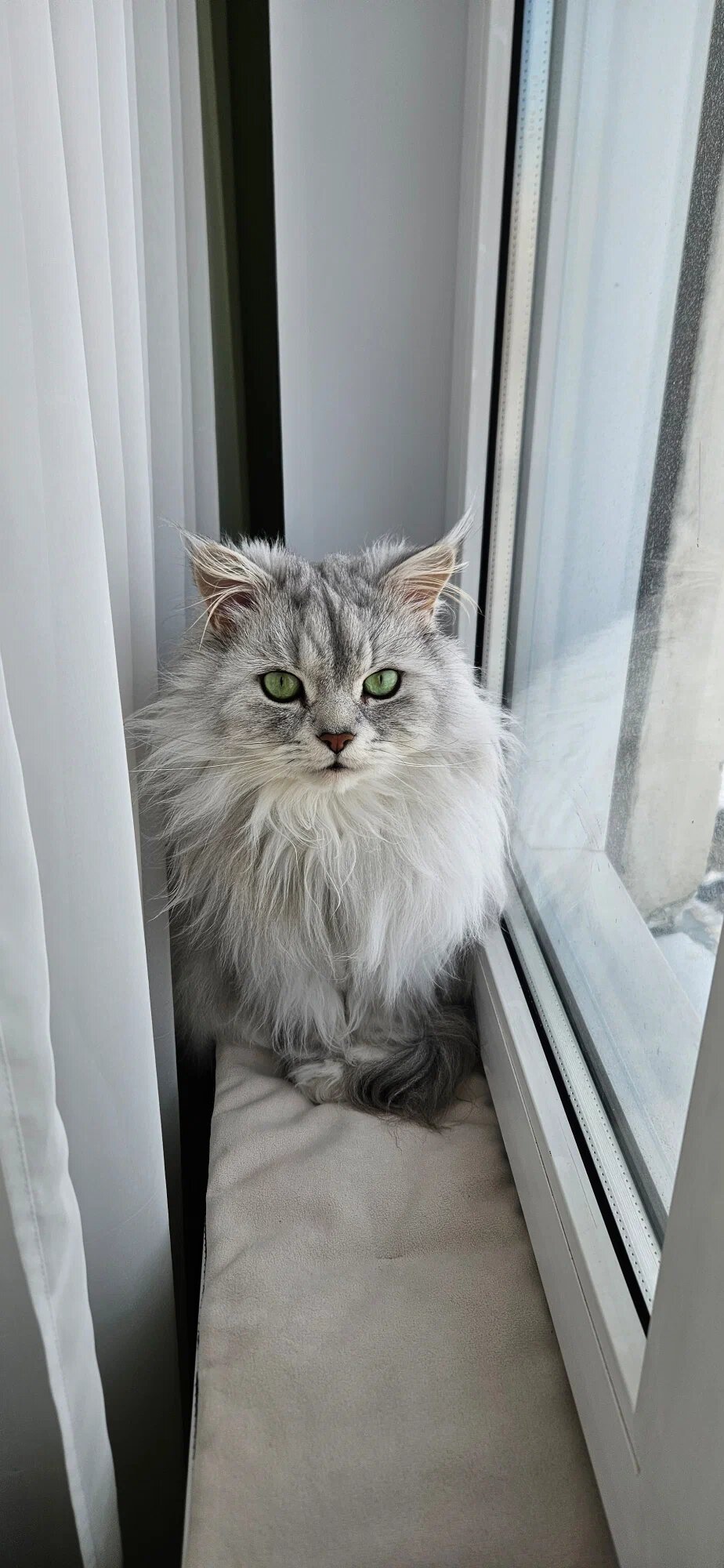 Лежанка 23*70 для кошек и собак на подоконник, на пол, в переноску. Антискользящая.