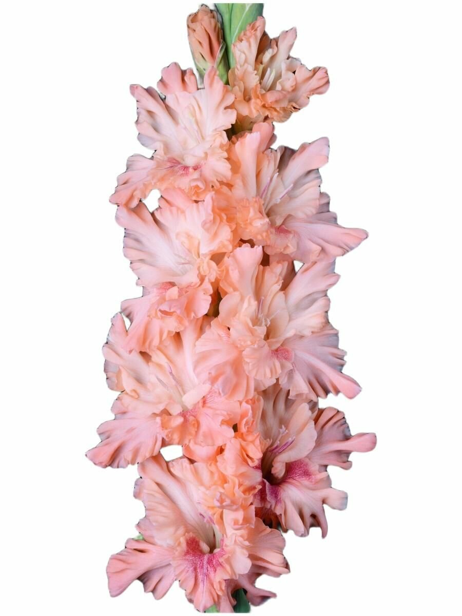 Гладиолус Меланхолия, 3 луковицы, кружевной сорт. Отечественная селекция