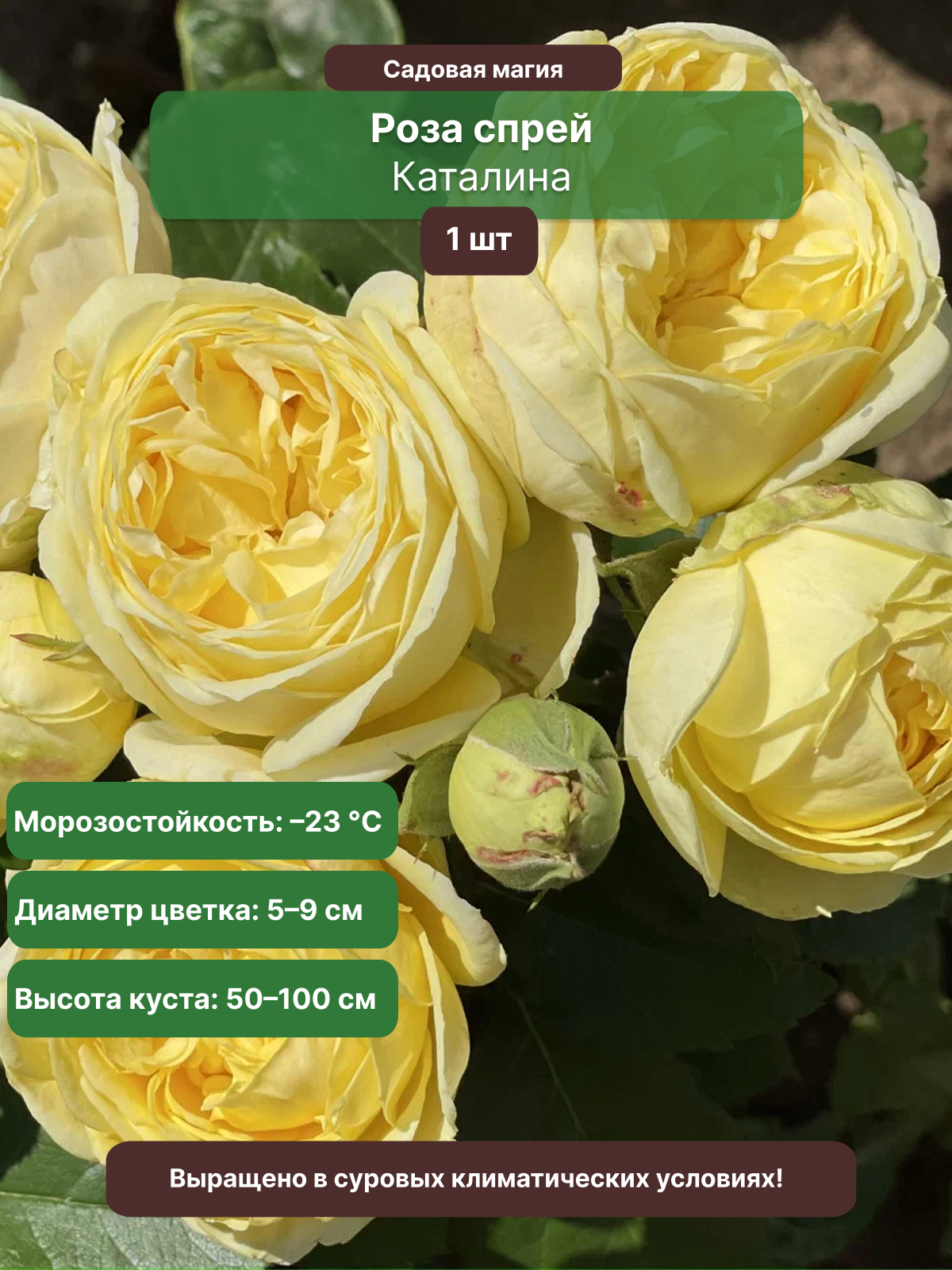 Роза спрей Каталина , 1 саженец , многолетняя , желтая , 30-50 см