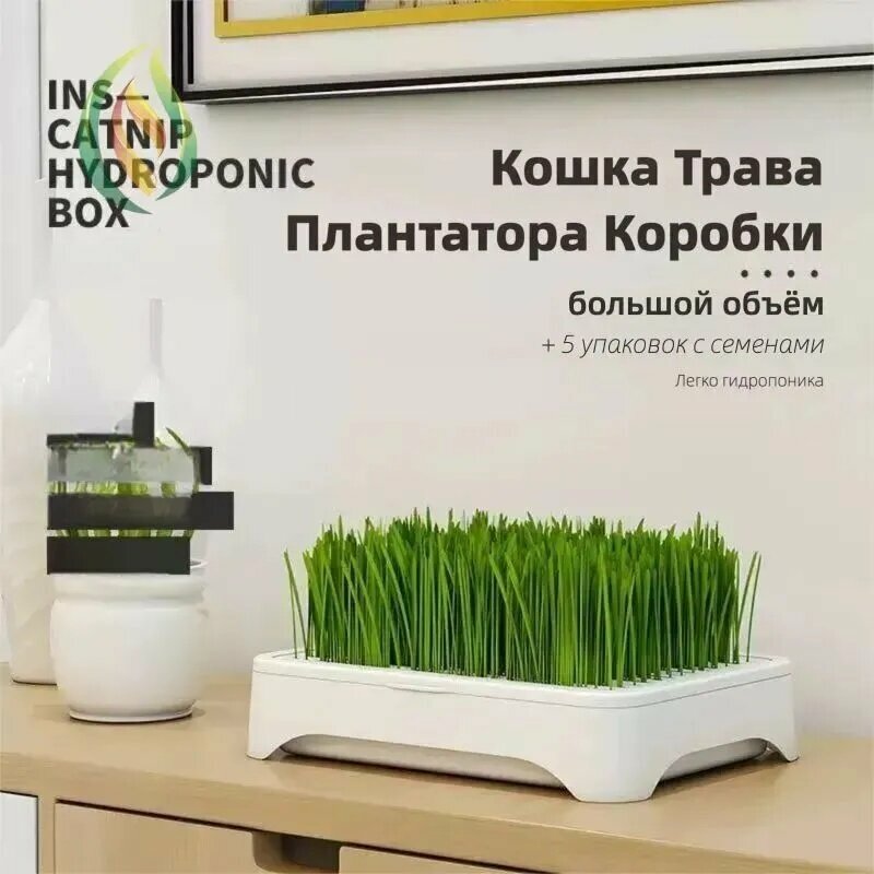 Кошка Трава Плантатора Коробки / 5 пакетиков семян