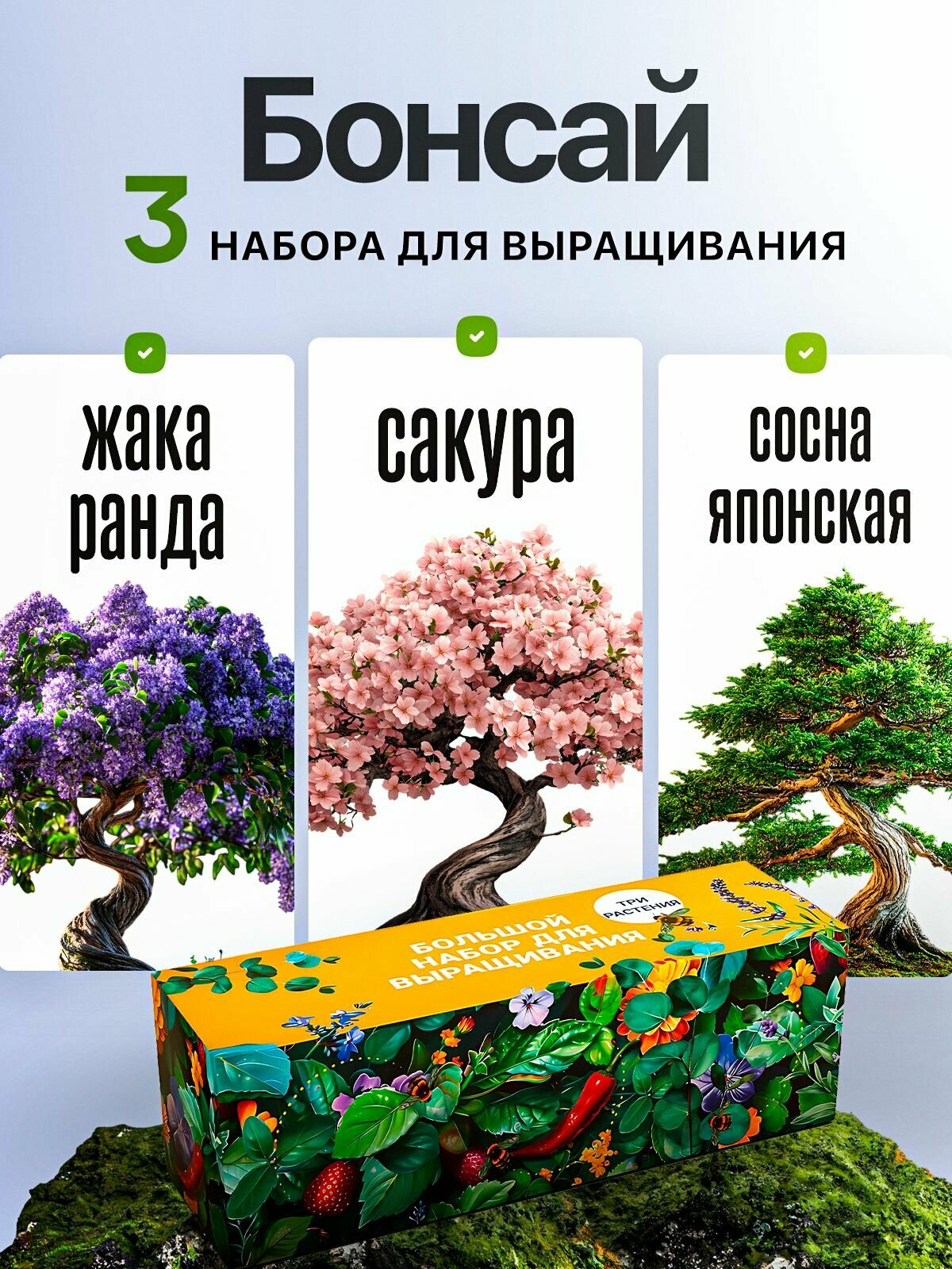 Бонсай набор для выращивания растений Сосна Сакура Жакаранда