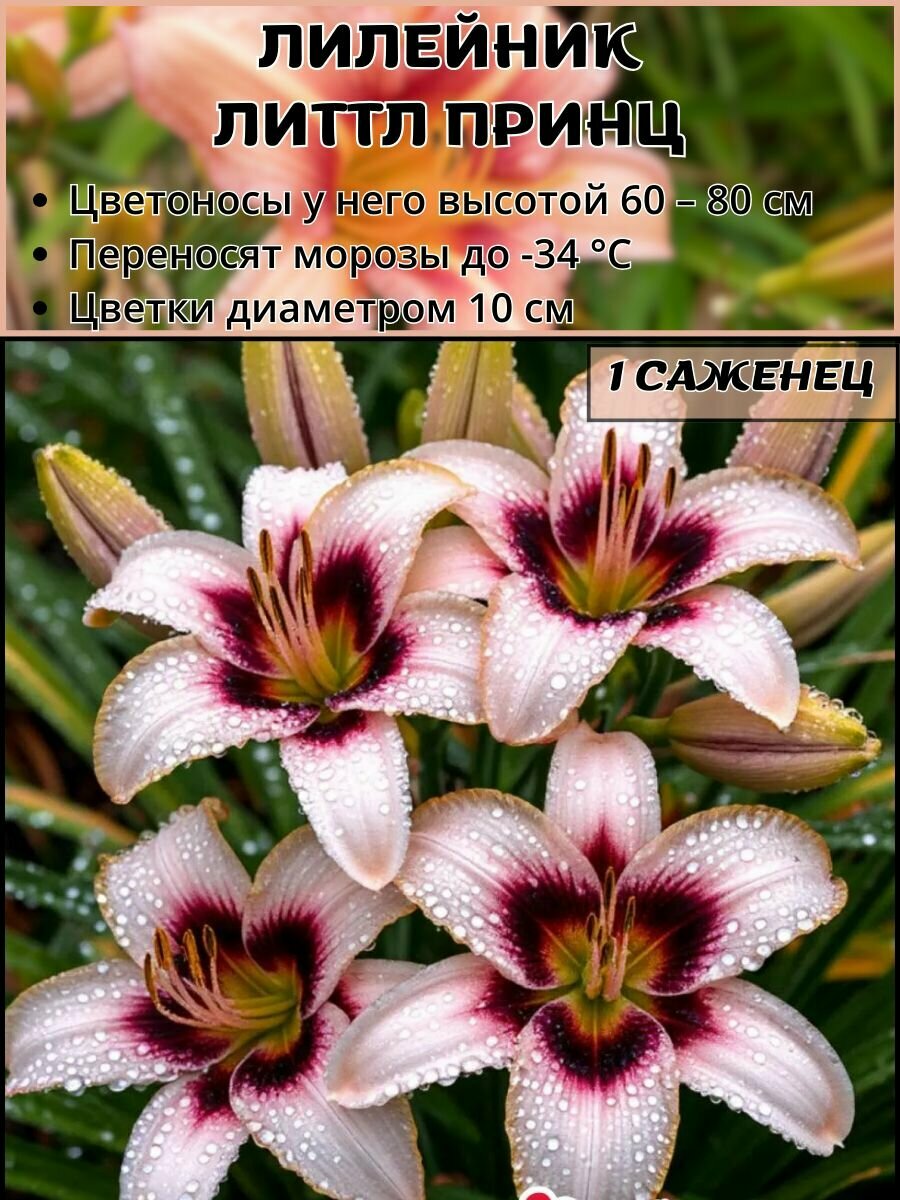 Лилейник саженец, многолетник 1 штука