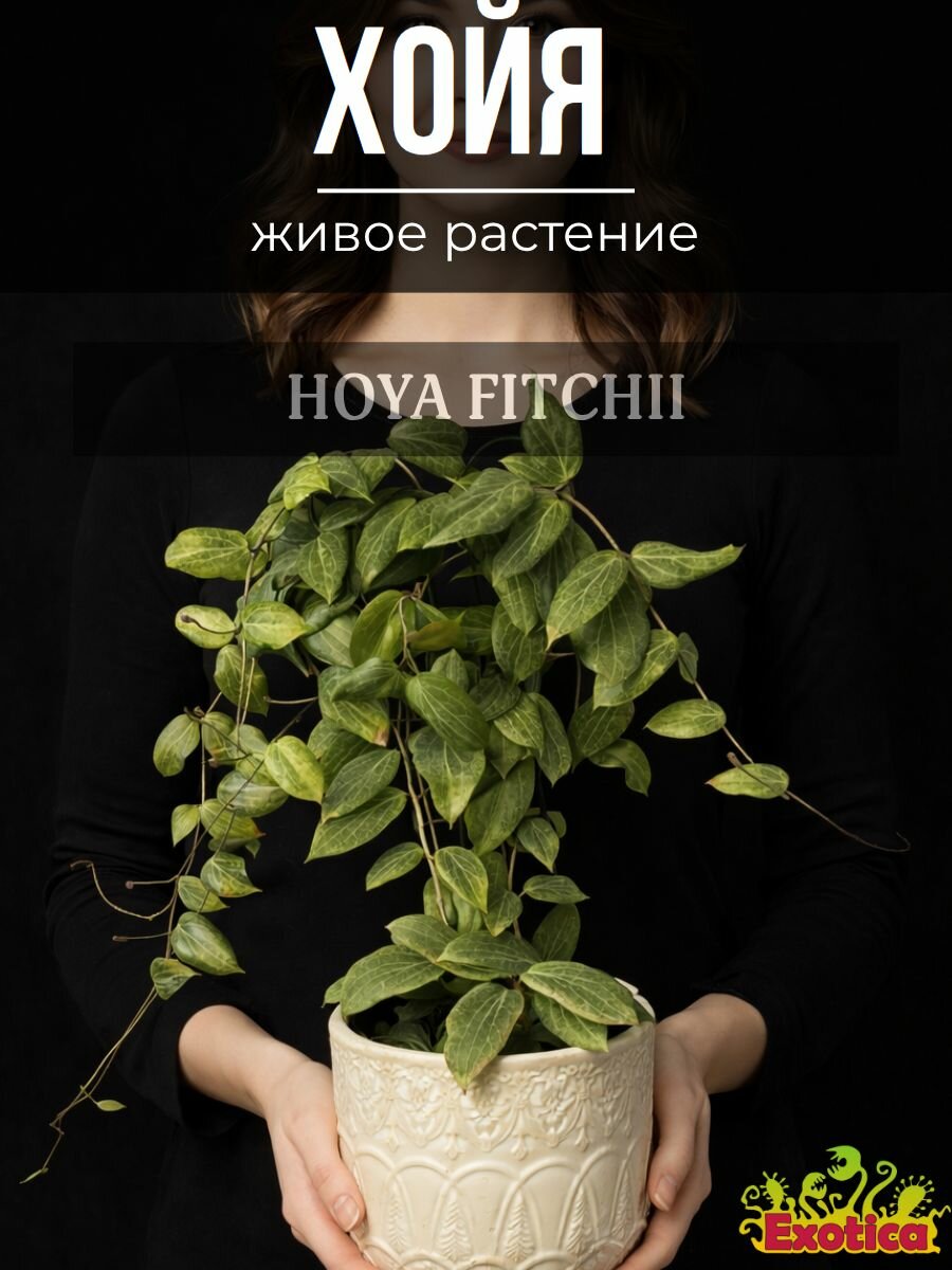 Хойя Фитчи (Hoya Fitchii) D12см, живой цветок