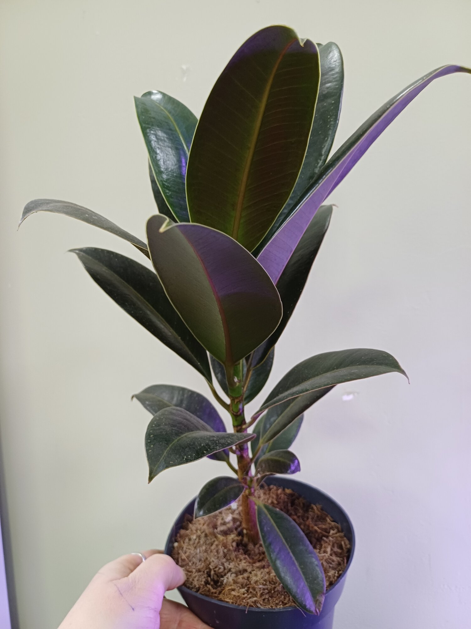 Фикус крупнолистный