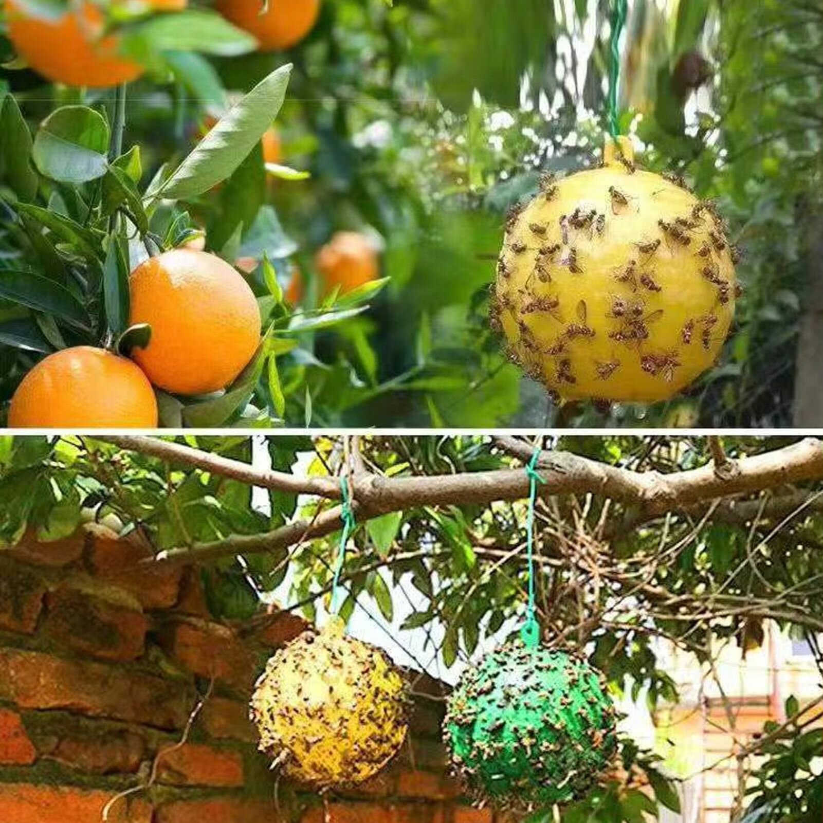 Garden Pest Trap — фото 1