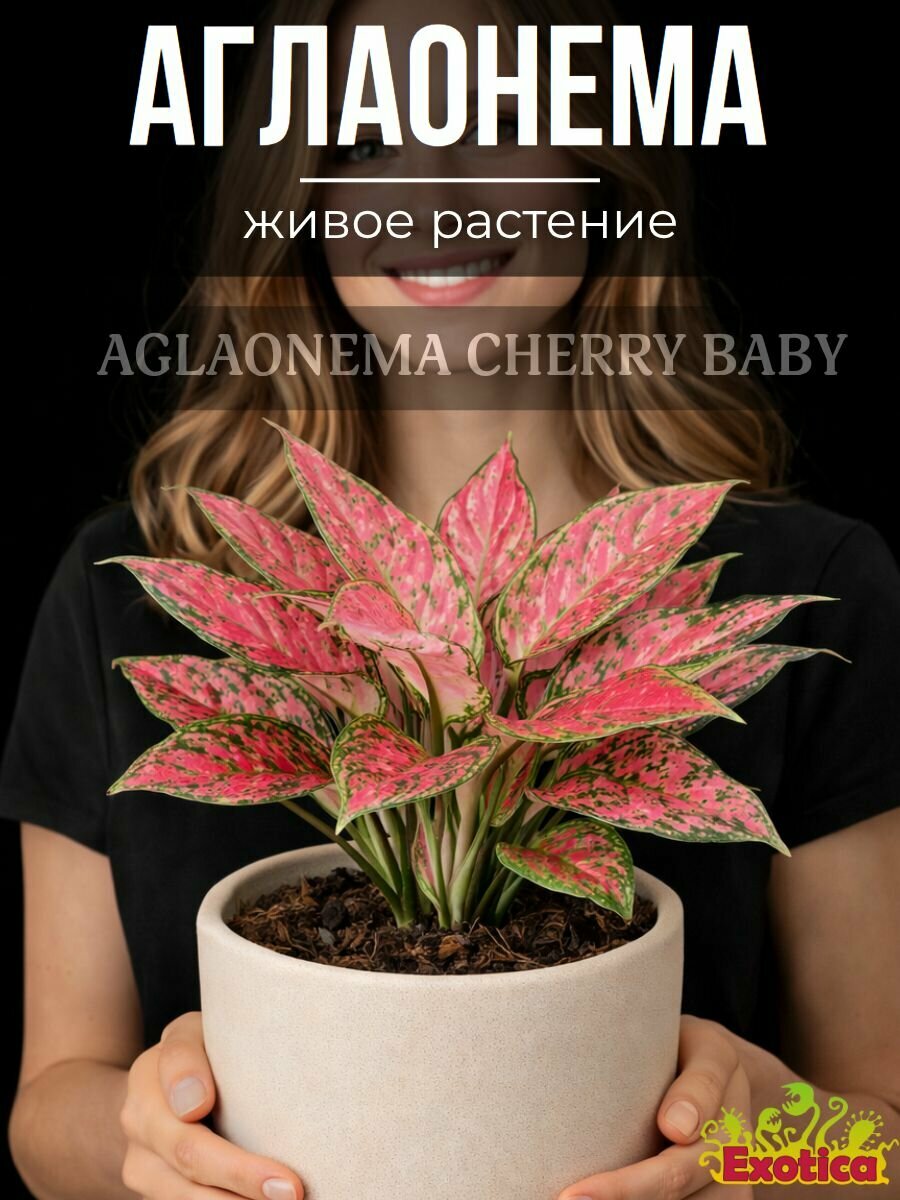 Аглаонема Черри Бэби (Aglaonema Cherry Baby) D12см, живой цветок