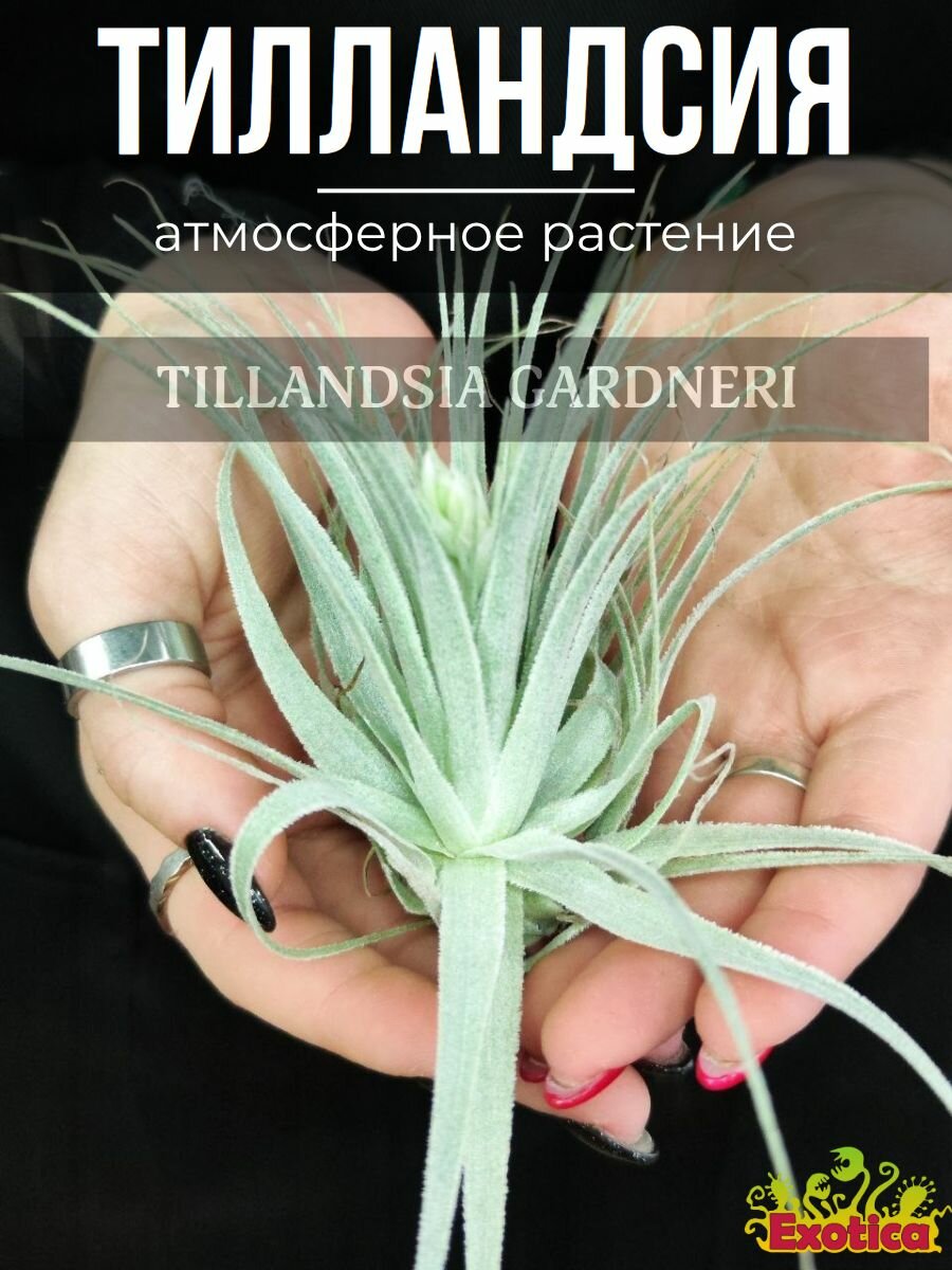 Тилландсия Гарденера (Tillandsia Gardneri), атмосферное растение