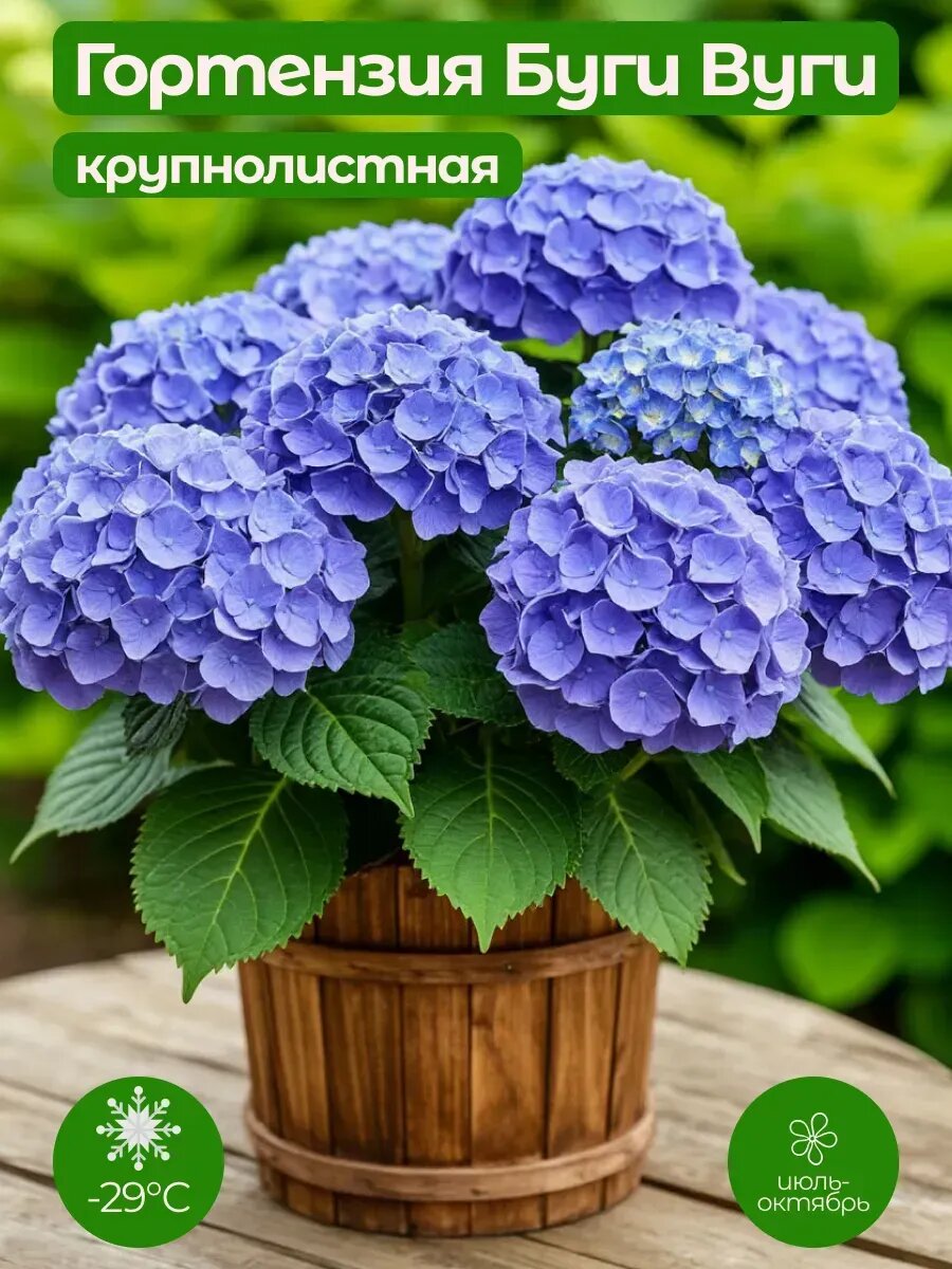 Гортензия крупнолистная Буги Вуги
