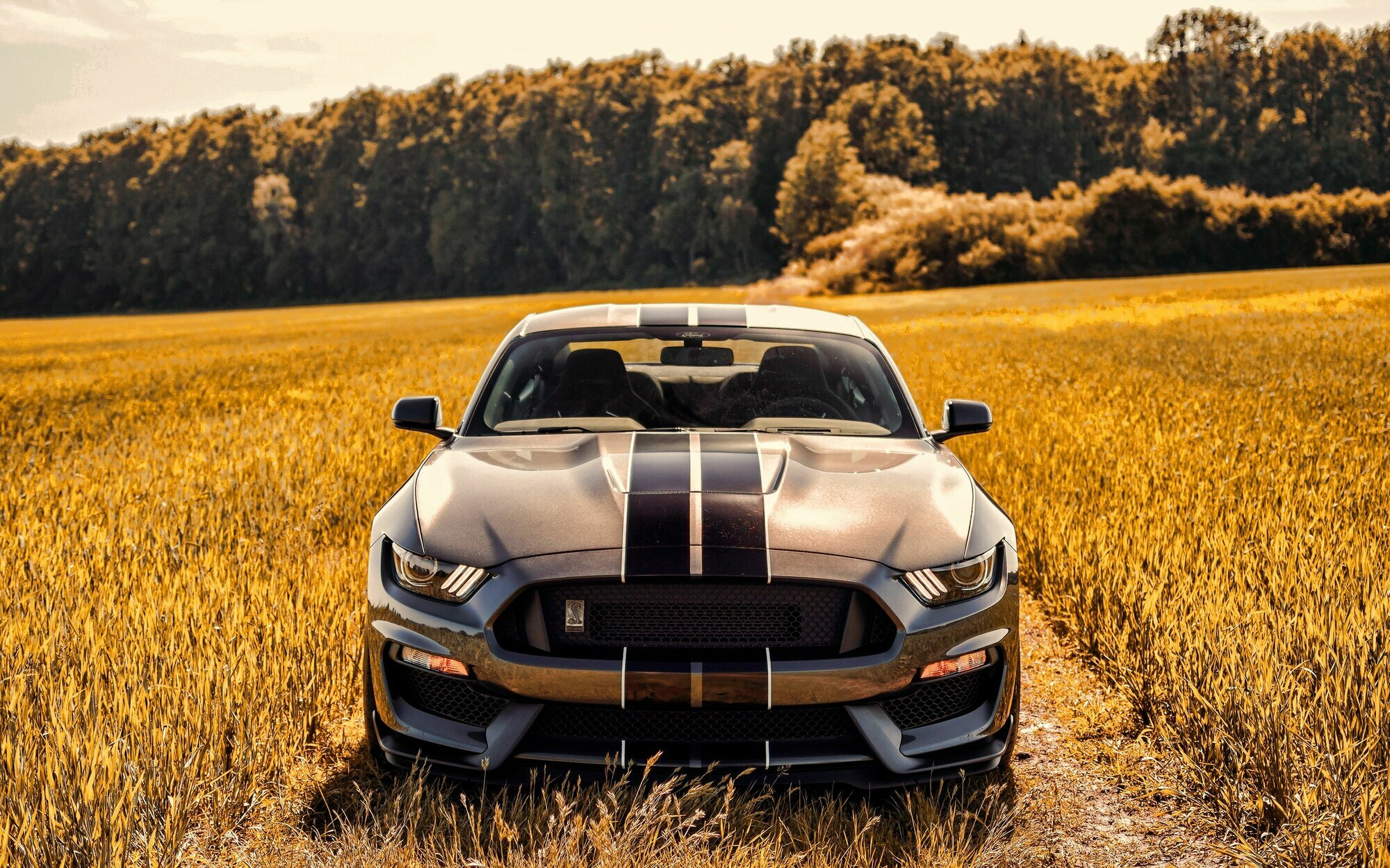 Постер А3, ламинированный Ford Mustang