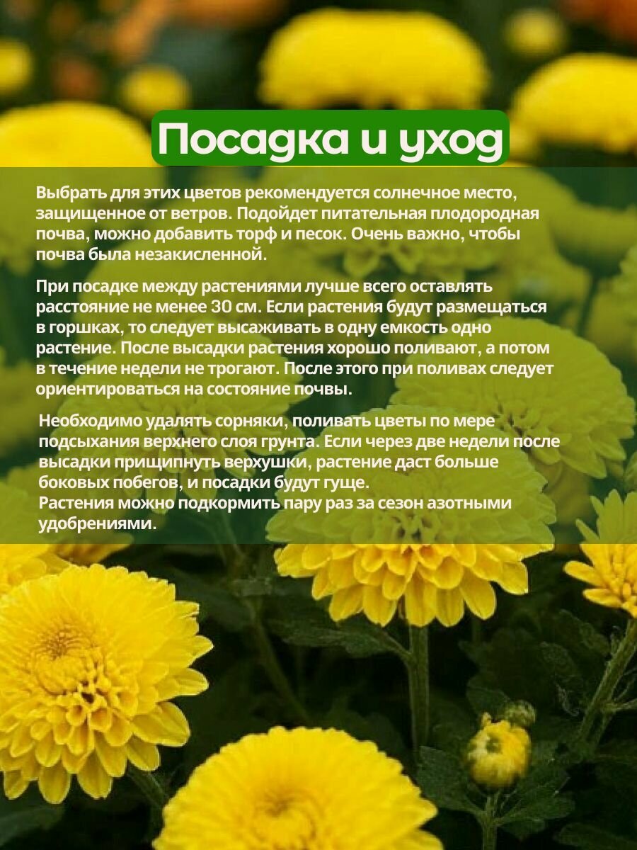 Хризантема Алиса — фото 1